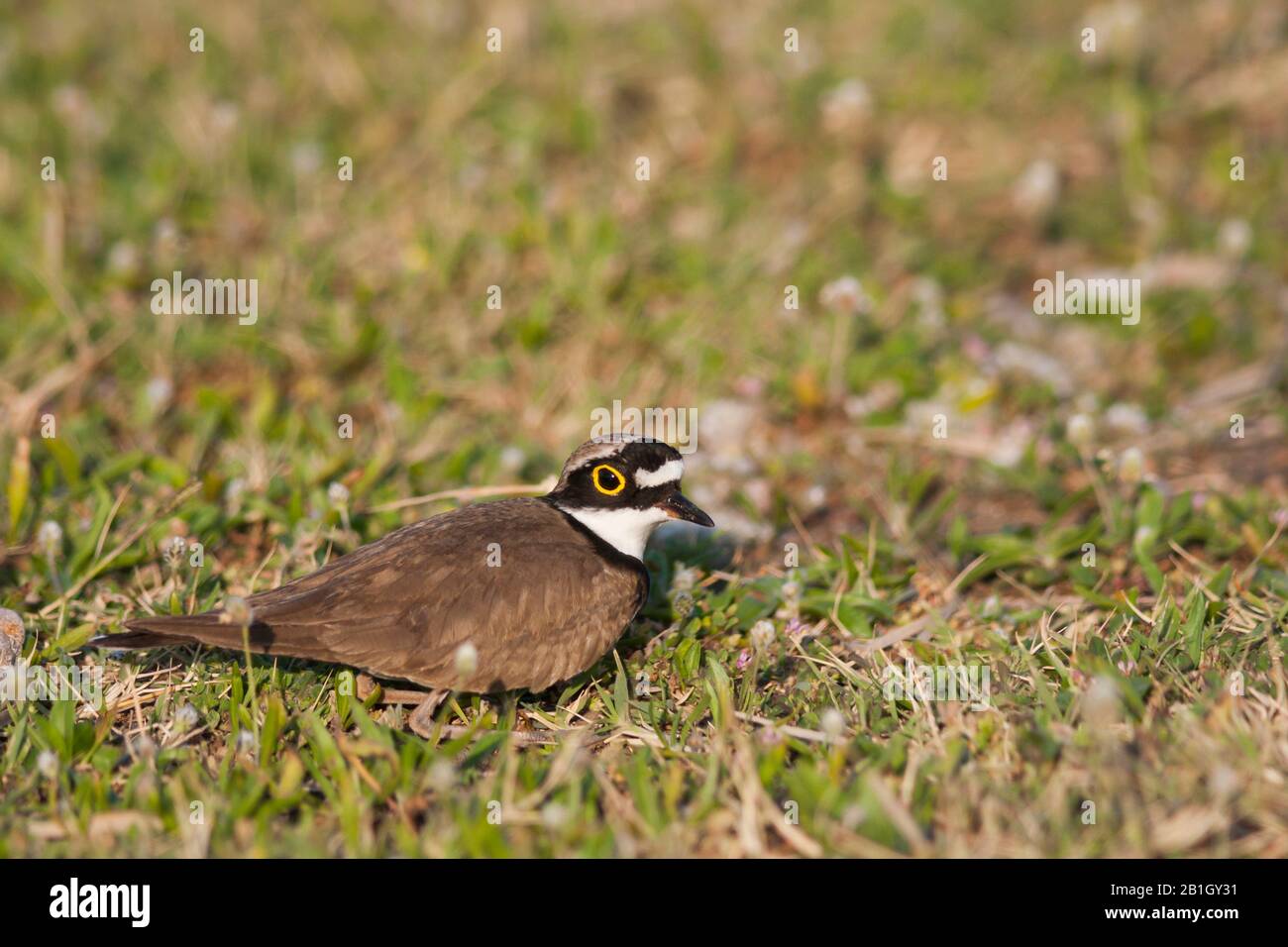 African little ringed plover (Charadrius dubius curonicus, Charadrius ...
