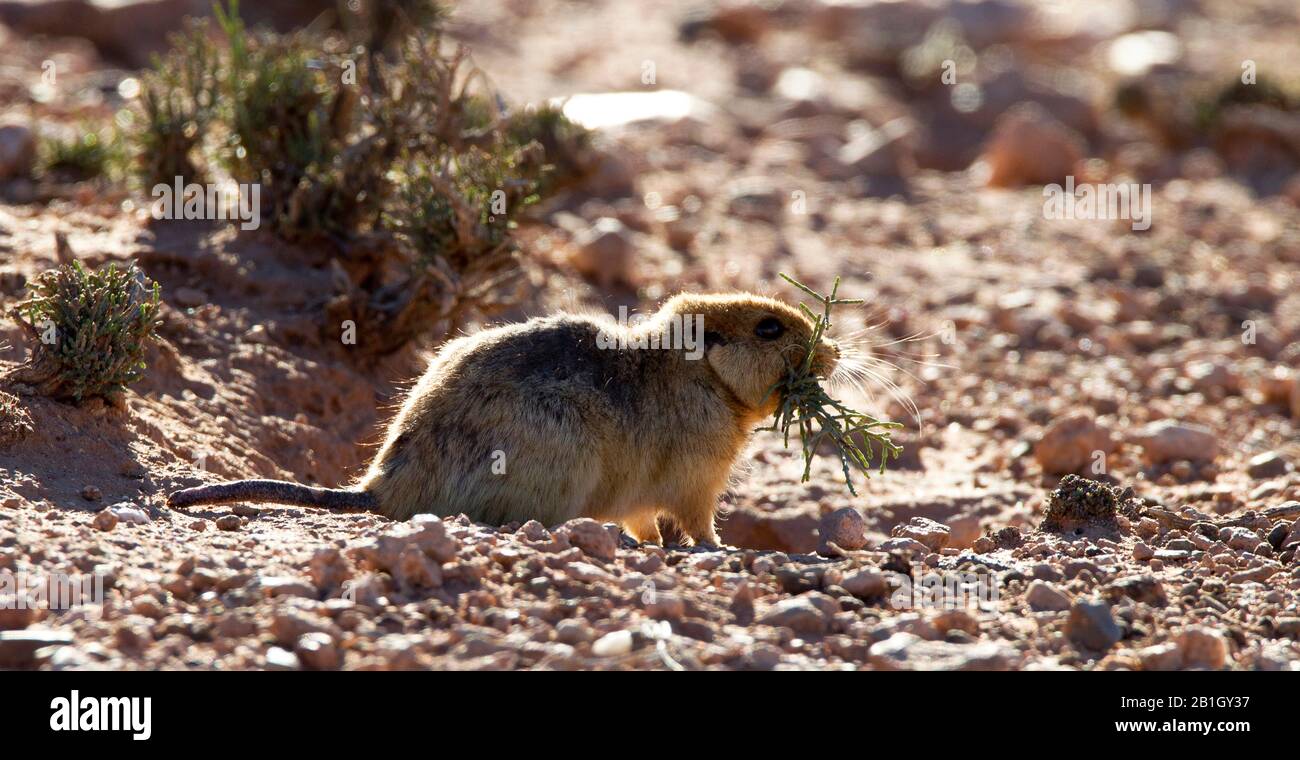 fat sand rat (Psammomys obesus), with feed in the bill, side view ...
