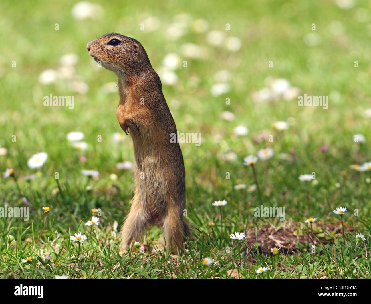 European ground squirrel, European suslik, European souslik (Citellus ...