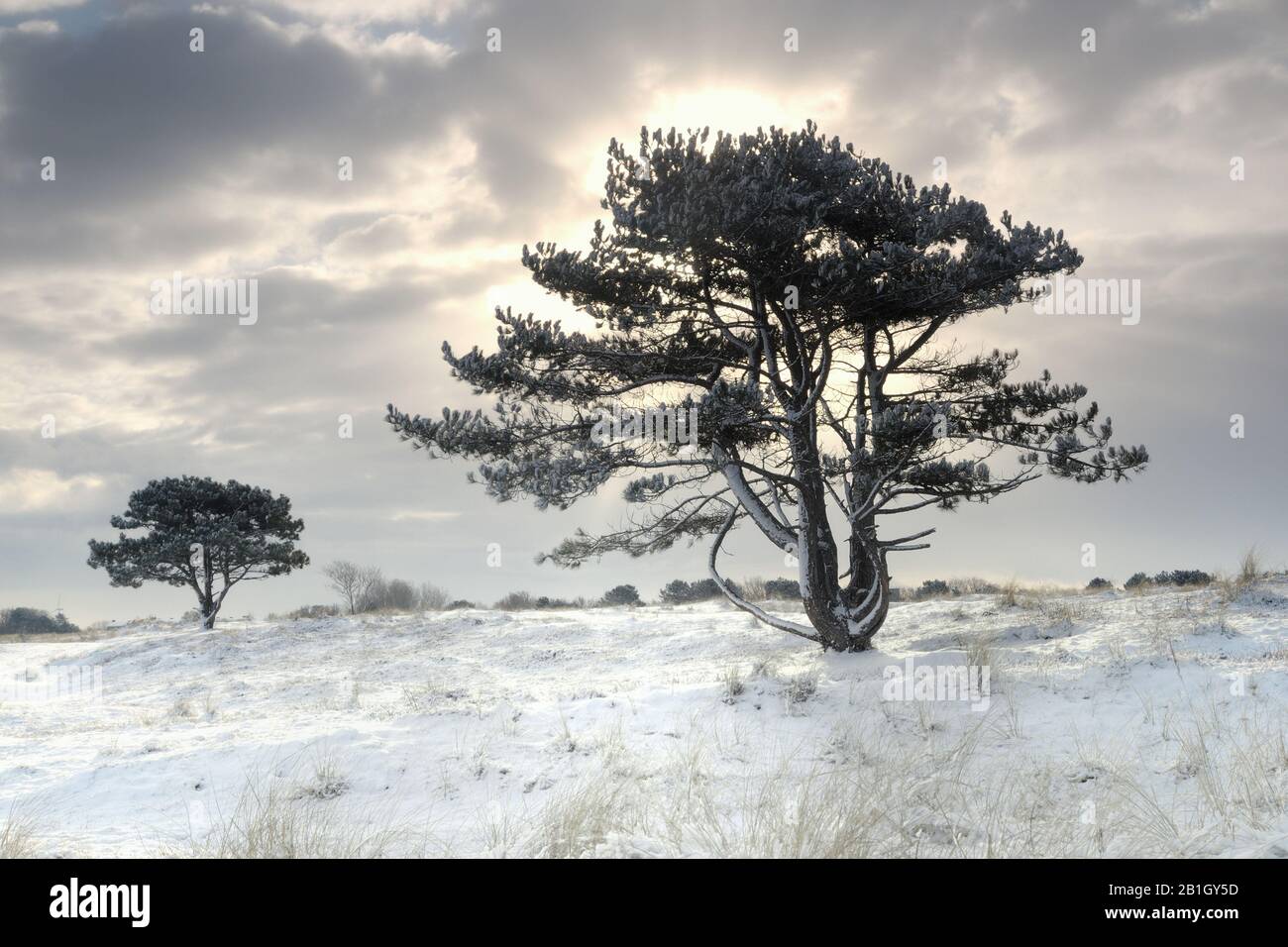 Scotch pine, Scots pine (Pinus sylvestris), snow in the Dunes with pine ...