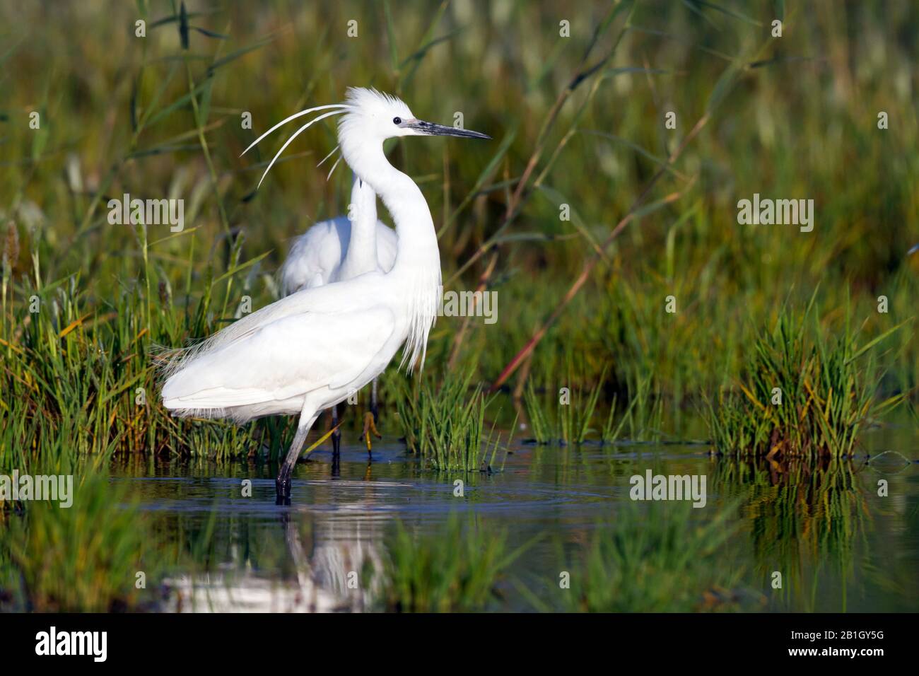 little egret (Egretta garzetta), in breeding plumage, Cyprus Stock ...