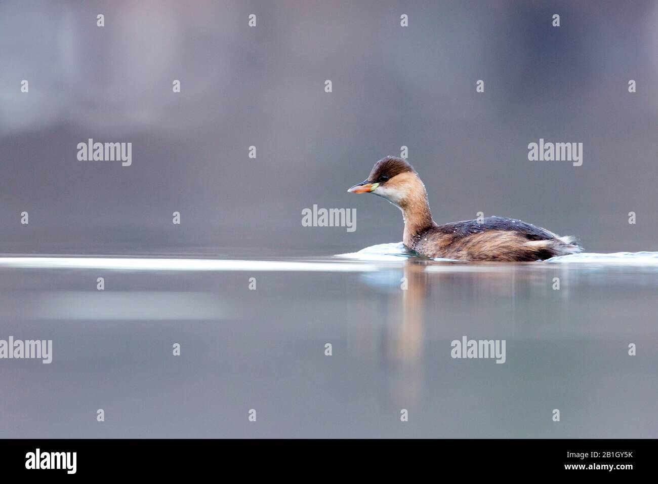 little grebe (Podiceps ruficollis, Tachybaptus ruficollis), adult ...