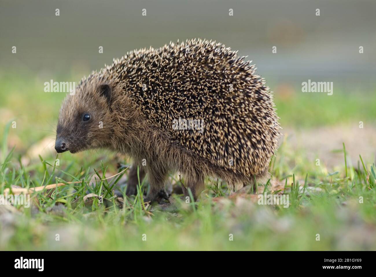 Western hedgehog, European hedgehog (Erinaceus europaeus), in a meadow ...