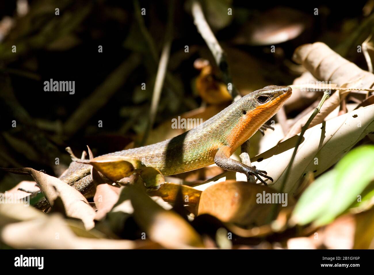 East Indian brown mabuya, many-lined sun skink, many-striped skink ...