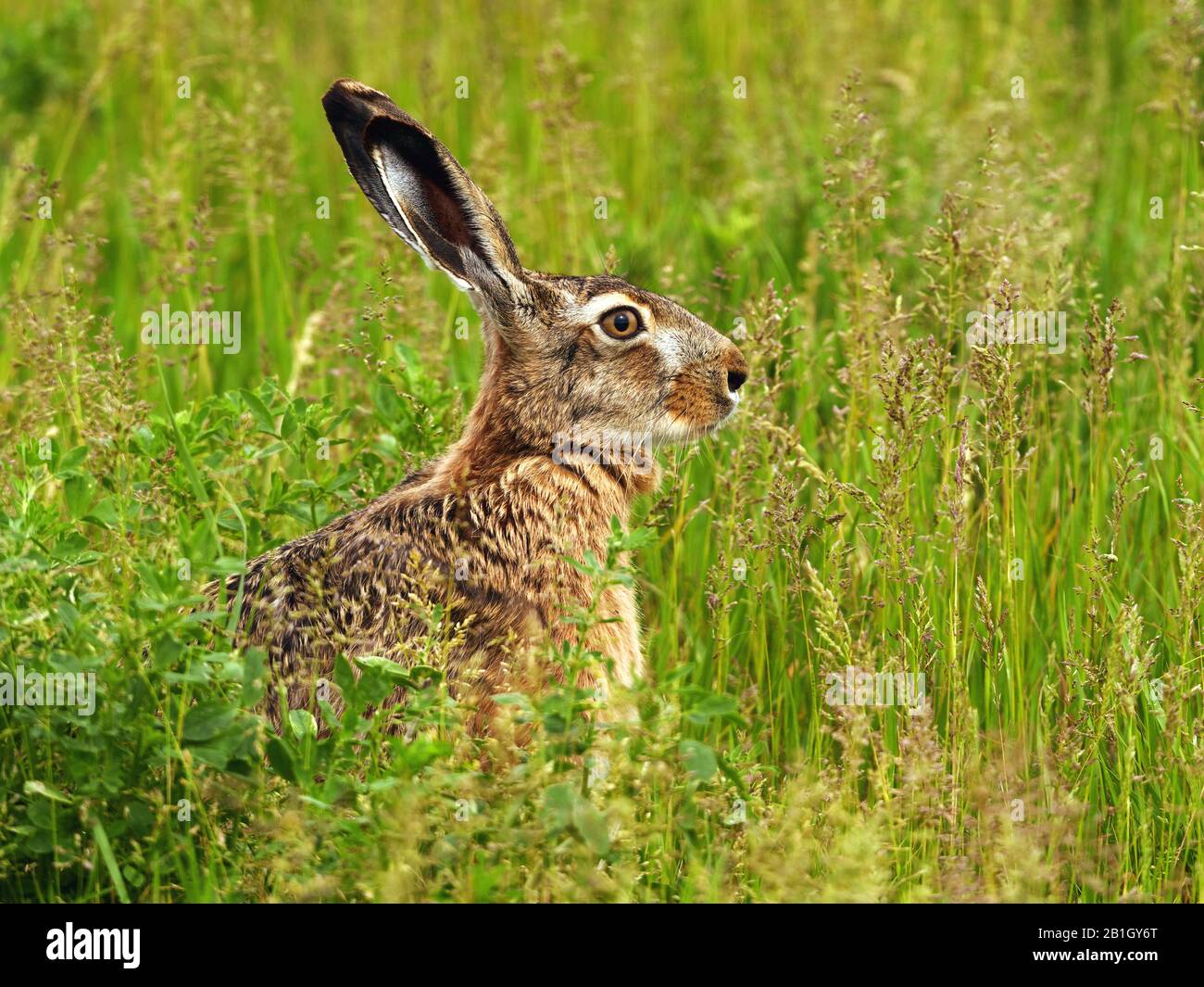Side view portrait brown hare hi-res stock photography and images - Alamy
