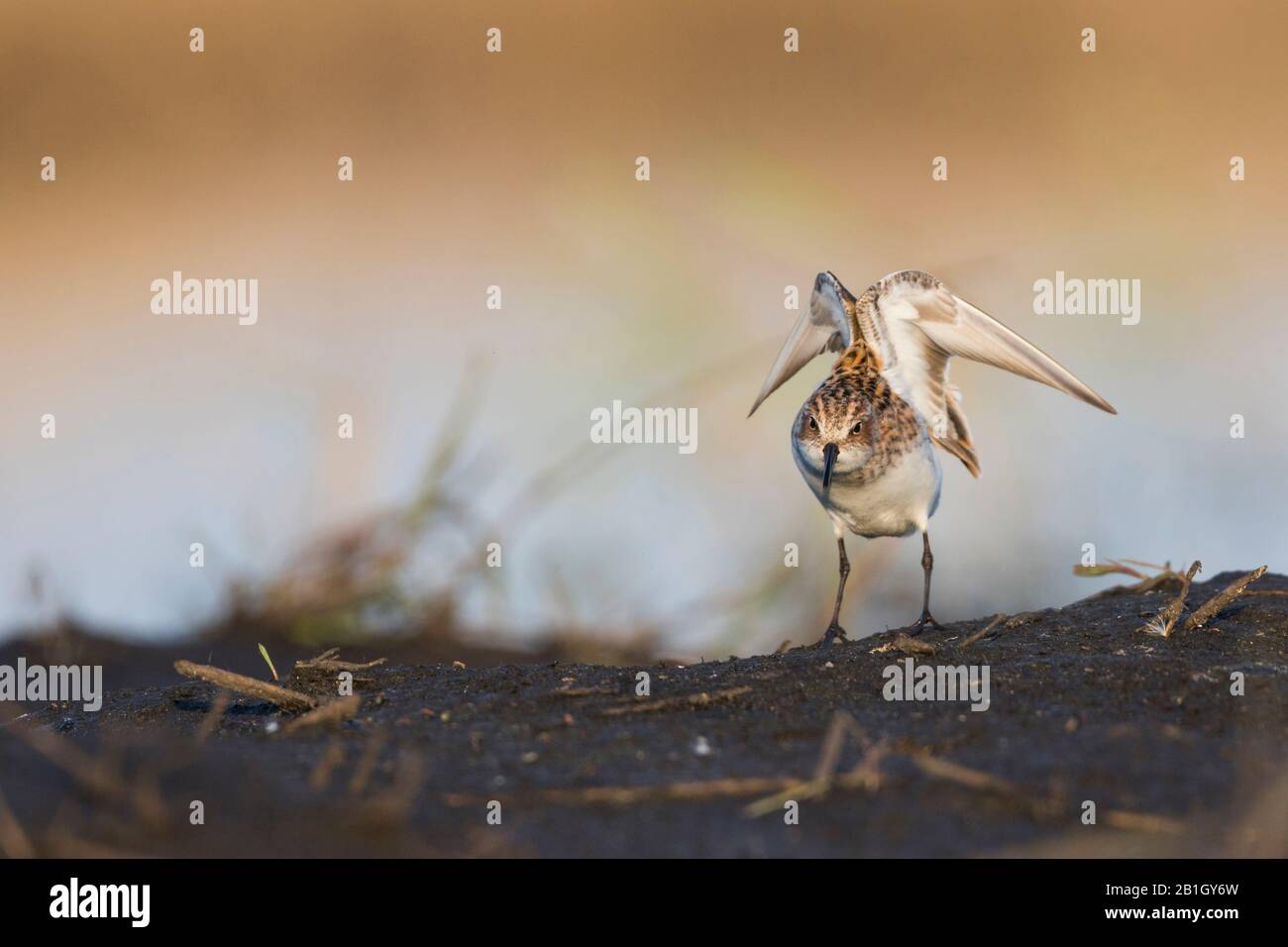 little stint (Calidris minuta), with outstretched wings on the ground ...