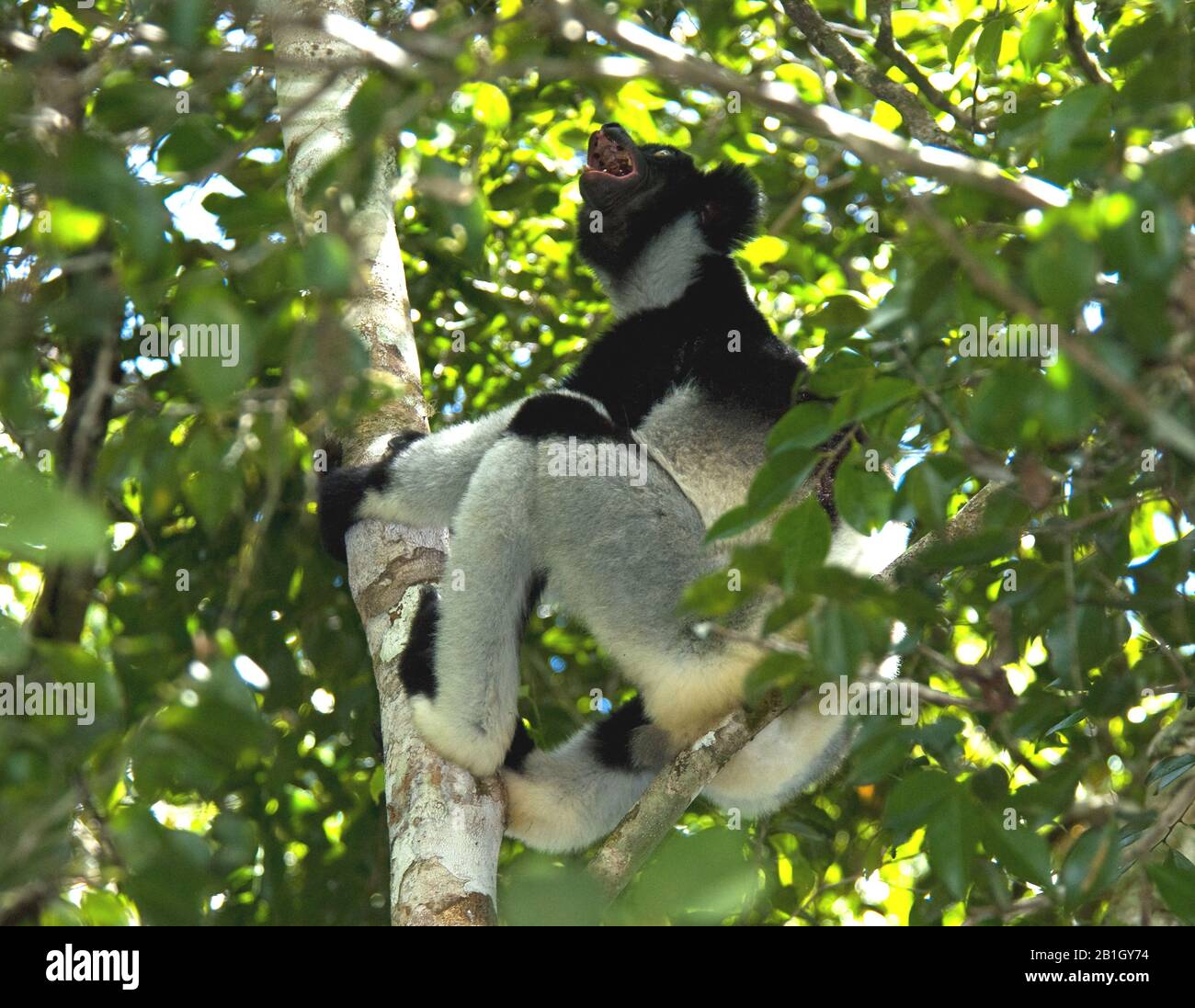indri of Babakoto (Indri indri), sits yelling on a branch in a tree ...