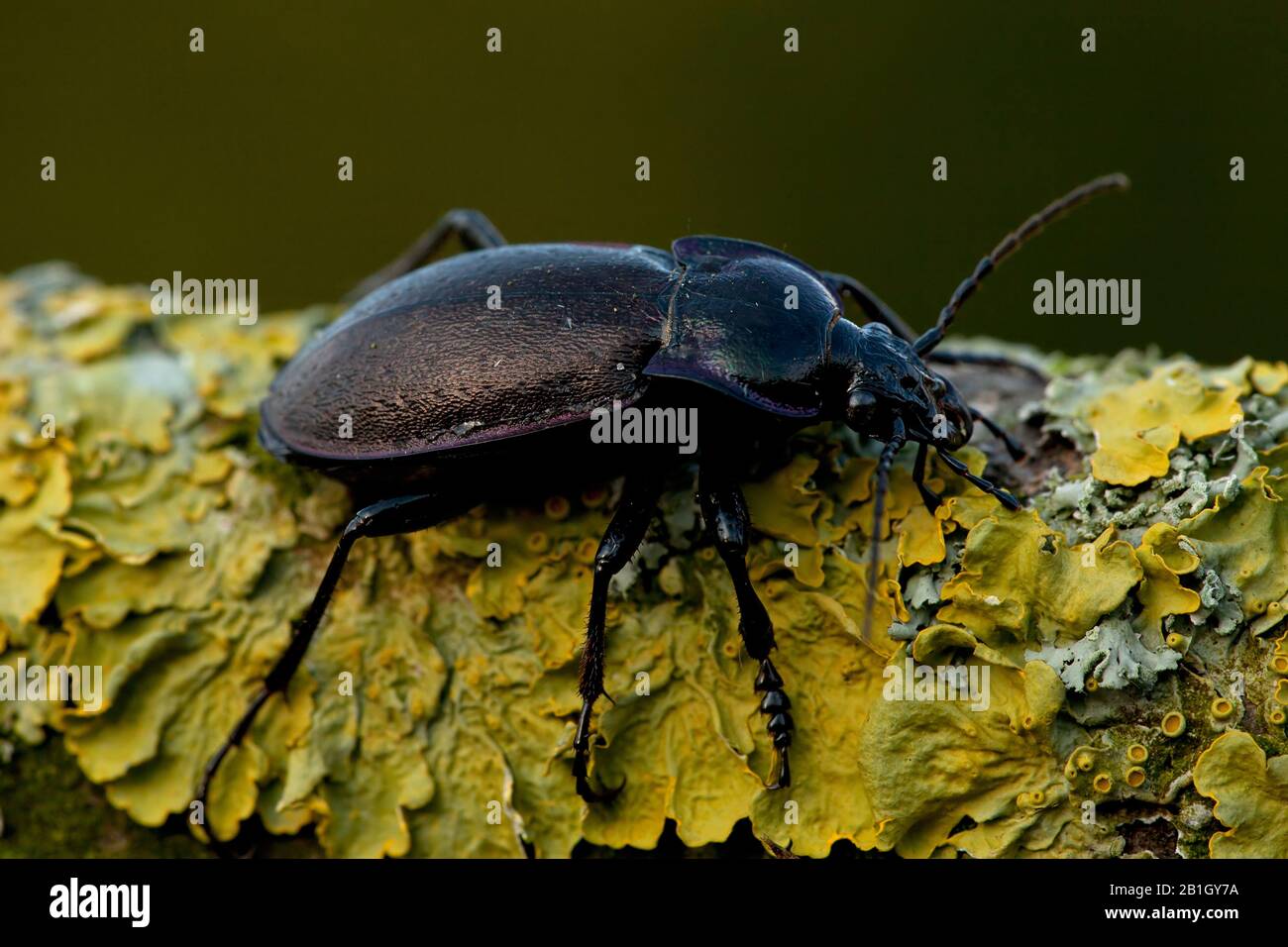 forest ground beetle (Carabus nemoralis), on a branch, Netherlands ...