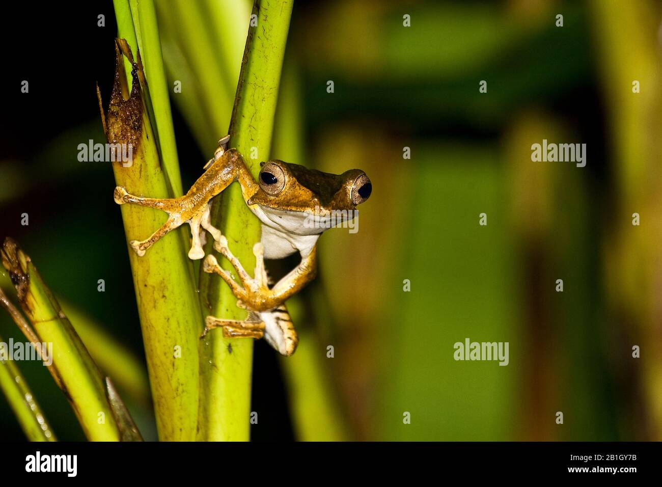 file-eared tree frog, Borneo eared frog, or bony-headed flying frog ...