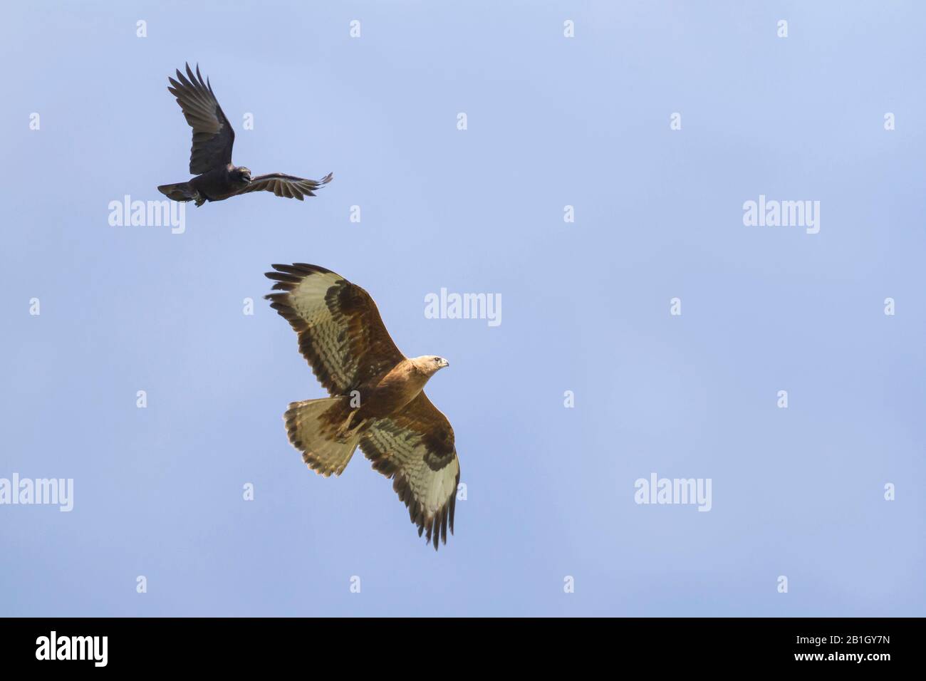 Crow attack hi-res stock photography and images - Alamy