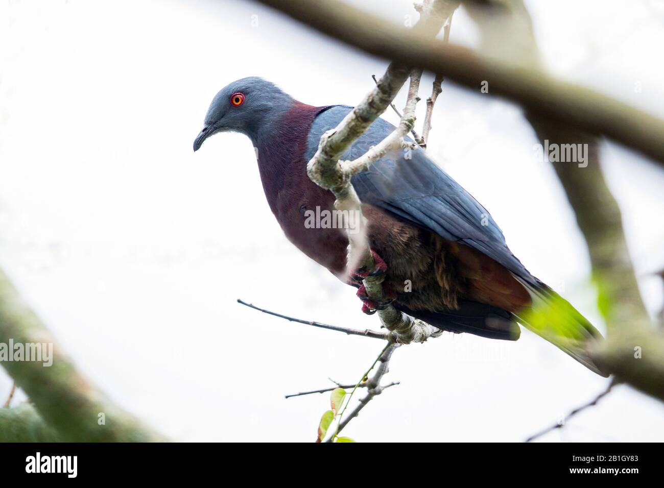 Baker's Imperial Pigeon; Vanuatu Imperial-Pigeon; Baker's Imperial ...