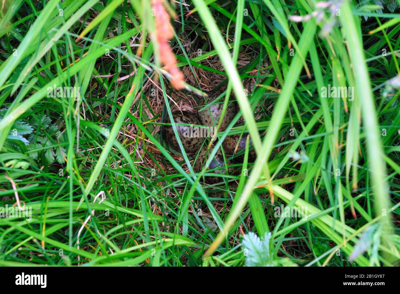 Common snipe eggs hi-res stock photography and images - Alamy
