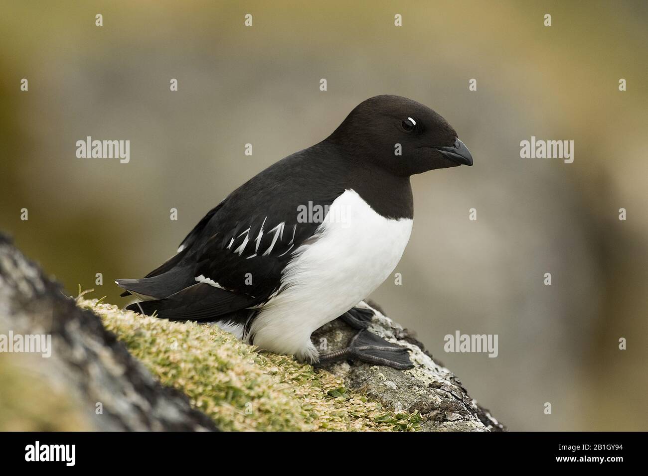 Little auks on rock alle hi-res stock photography and images - Alamy