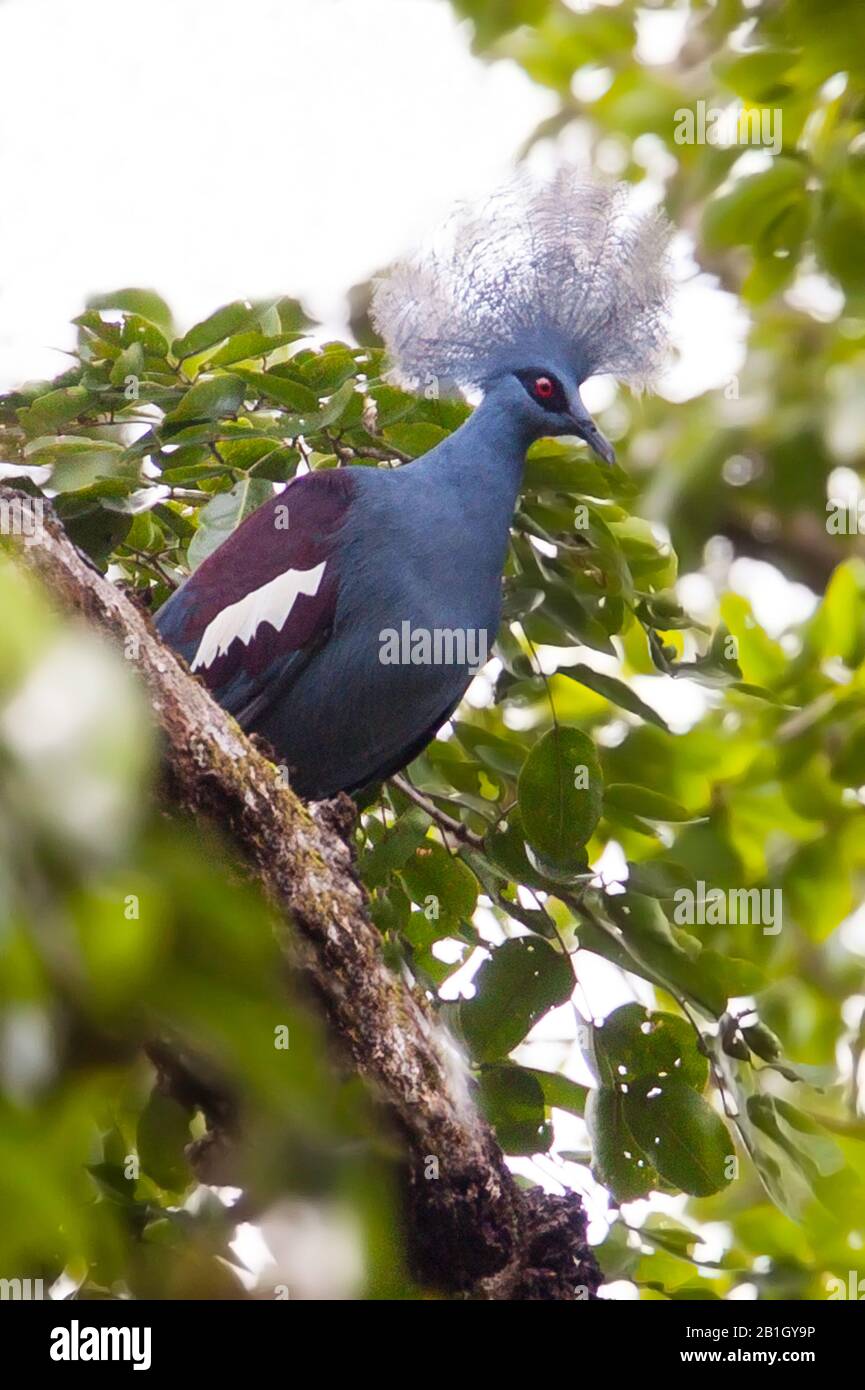 blue crowned pigeon (Goura cristata), perched in a tree, Papua New ...