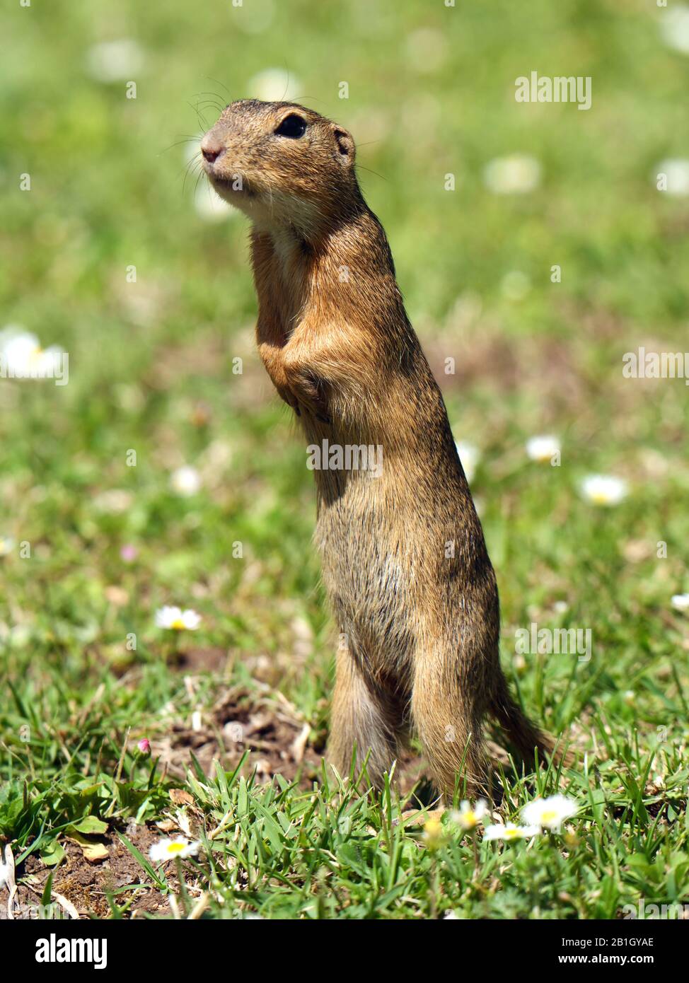 European ground squirrel, European suslik, European souslik (Citellus ...