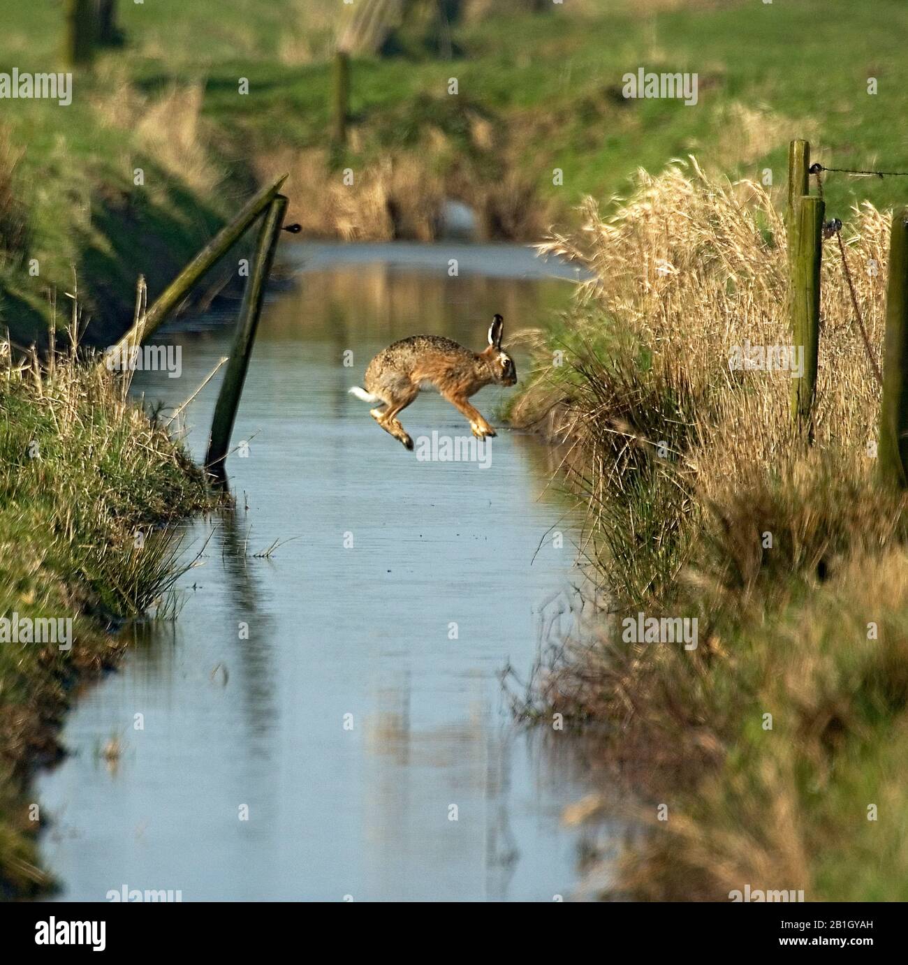 European hare, Brown hare (Lepus europaeus), jumping over a water ditch ...