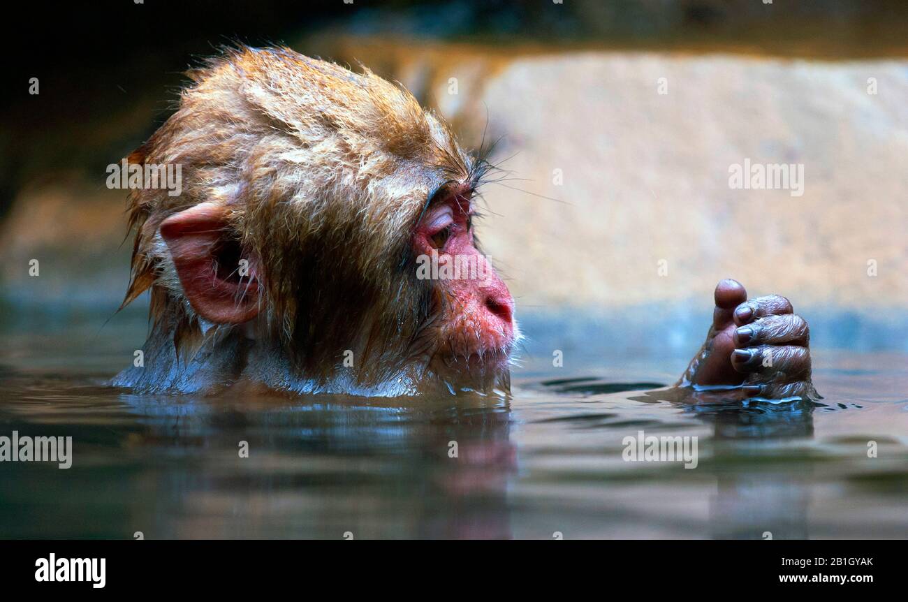 Japanese macaque, snow monkey (Macaca fuscata), little monkey bathing ...