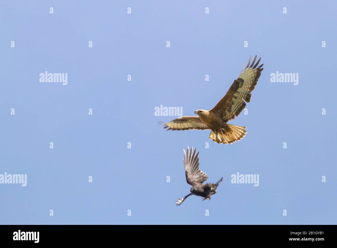 Crow attack hi-res stock photography and images - Alamy