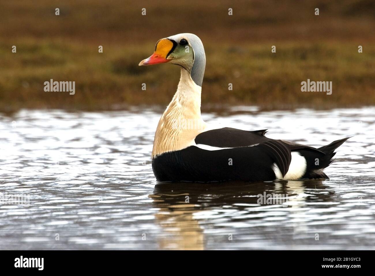 Male king eider norway hi-res stock photography and images - Alamy