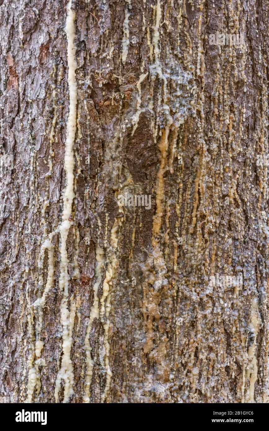 Pine tar hi-res stock photography and images - Alamy