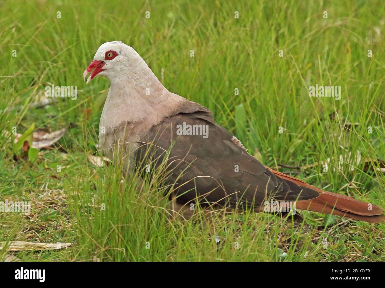Pink Pigeon (Nesoenas mayeri) adult foraging on ground, endangered ...