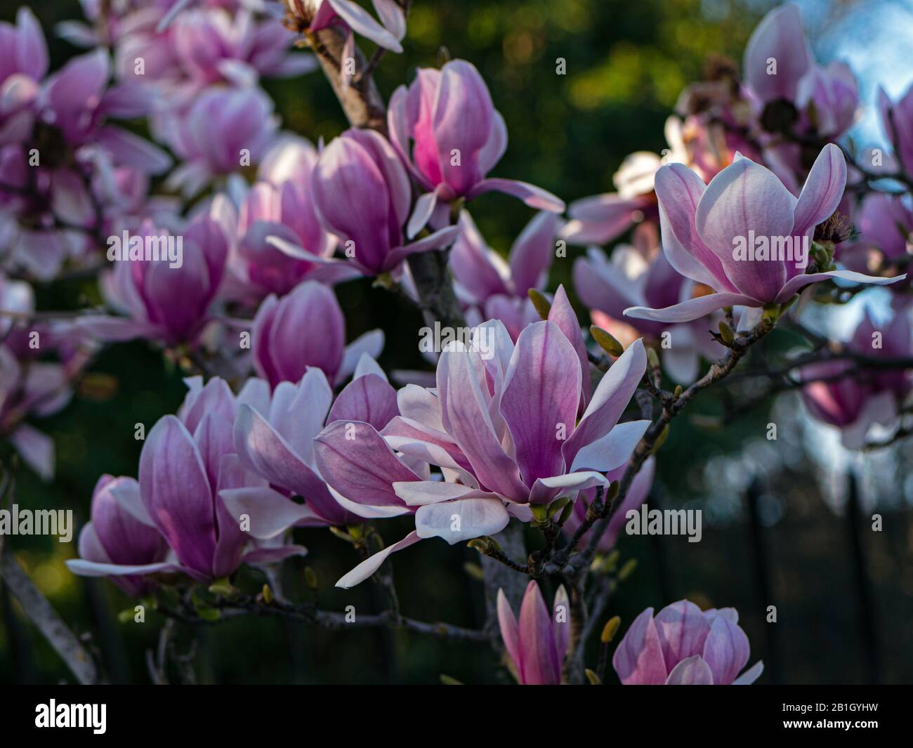 Deciduous magnolia tulip tree hi-res stock photography and images - Alamy