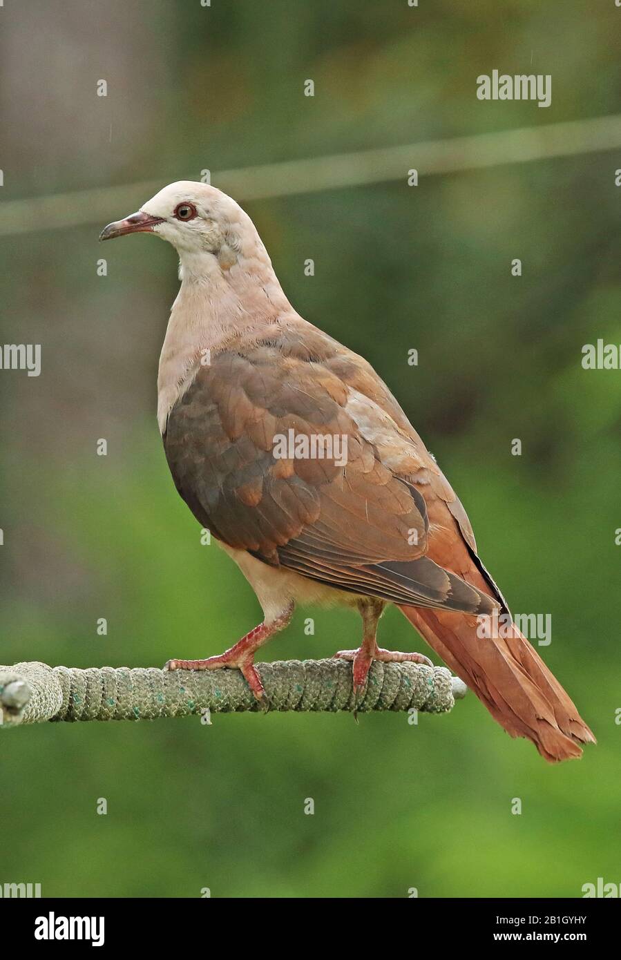 Pigeon on rail hi-res stock photography and images - Alamy