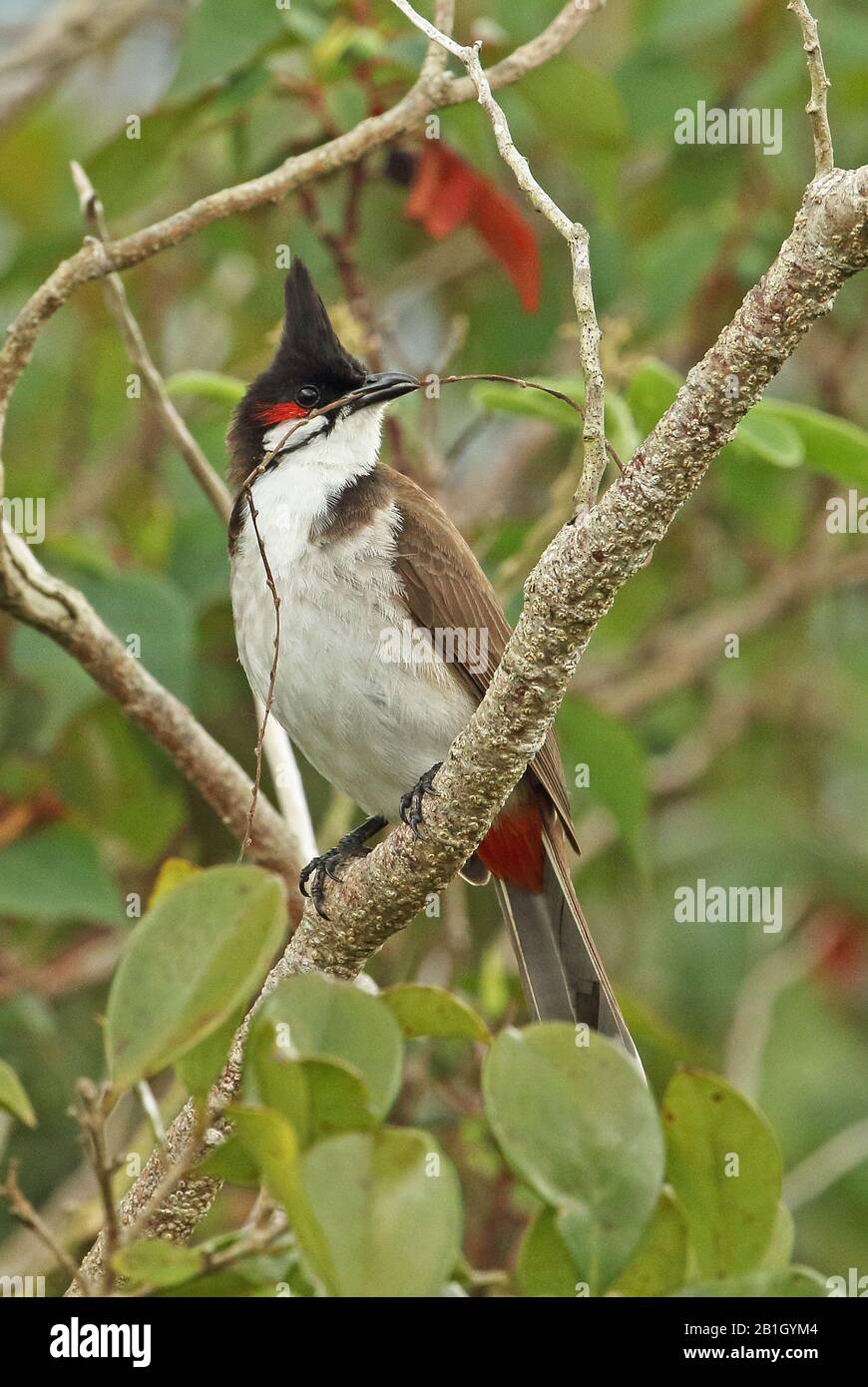 Nest of bulbul bird hi-res stock photography and images - Alamy