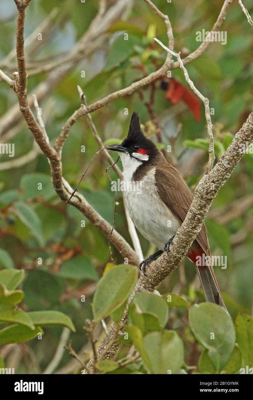 Nest of bulbul bird hi-res stock photography and images - Alamy