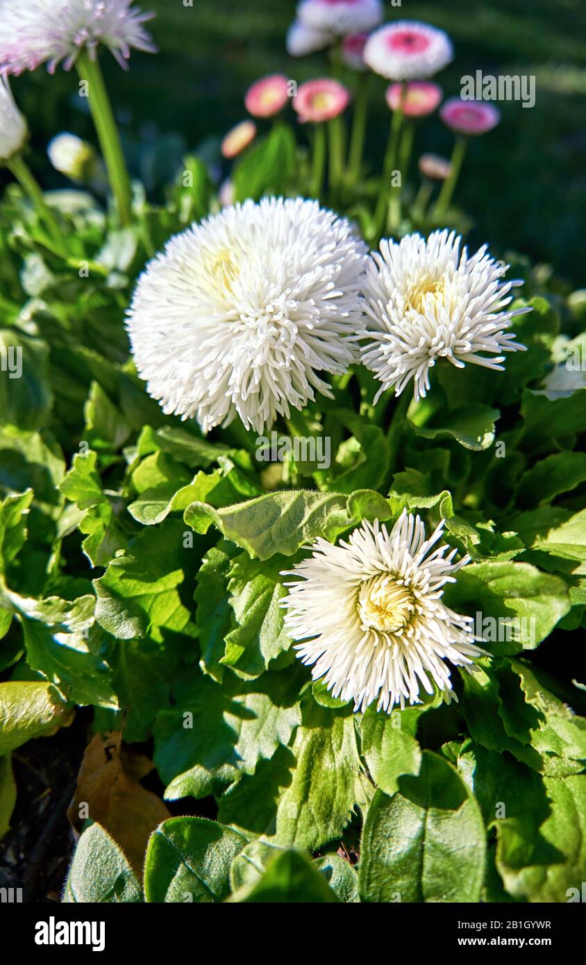 White daisy in spring. Nice early bloomers. (Bellis perennis Stock ...