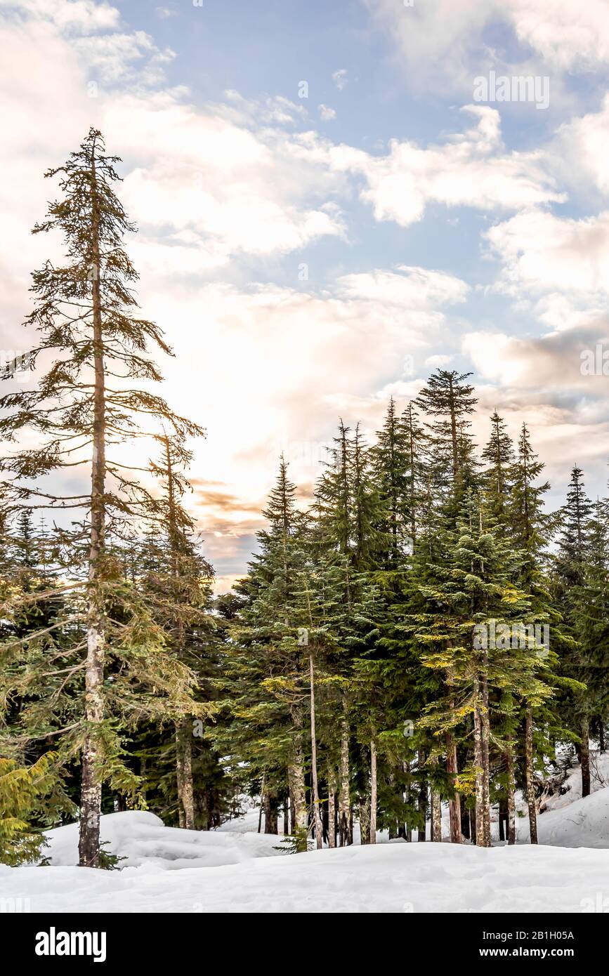 Huge Pine Trees With Snow