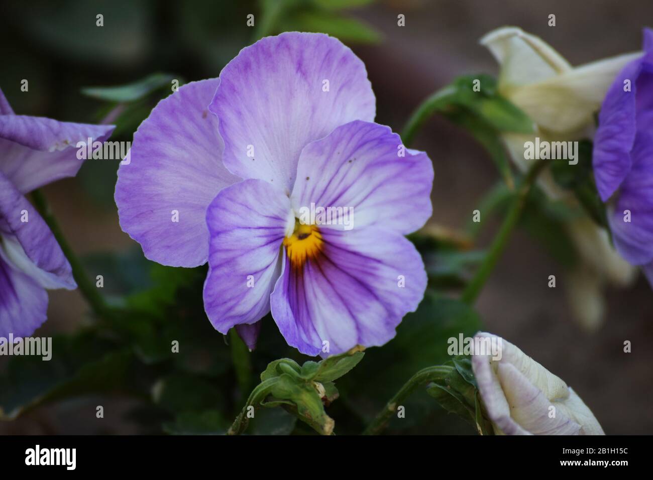 Light blue Light violet Pancy flower growing in backyard Stock Photo ...
