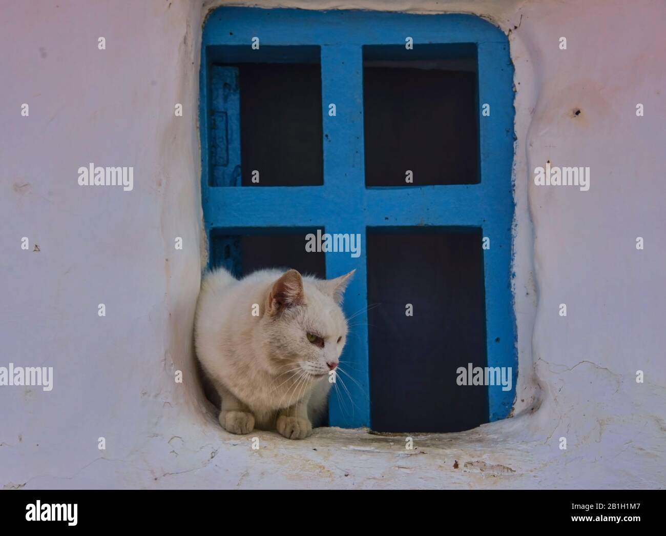 Cat in the window, Barichara, Santander, Colombia Stock Photo - Alamy