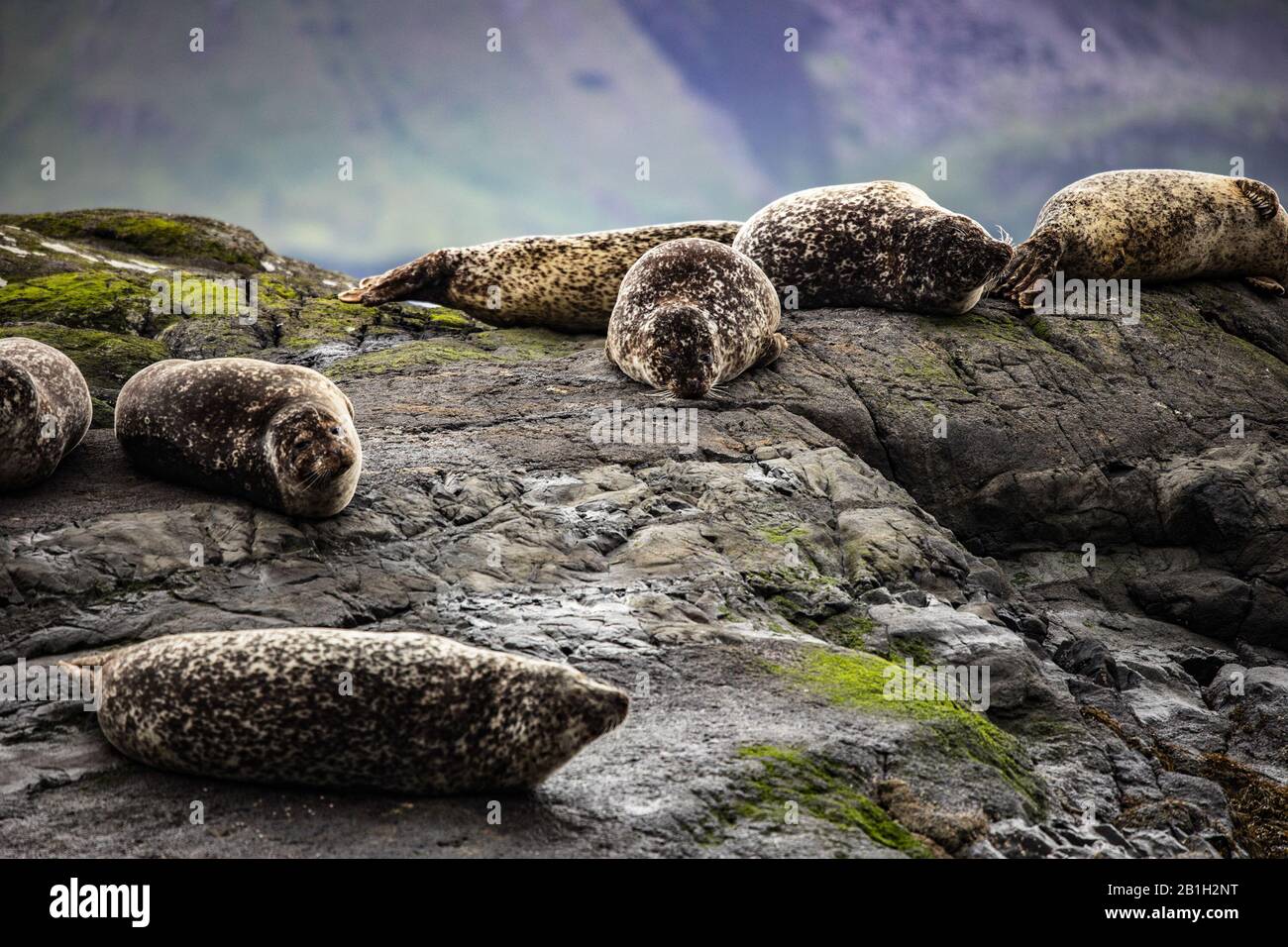 Scottish fur seals resting on coastal stones Stock Photo - Alamy