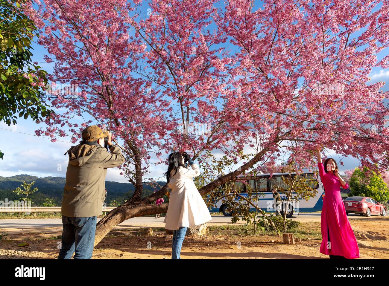 Spring, Dalat town, Vietnam - January 5, 2020: Spring arrives in Dalat ...