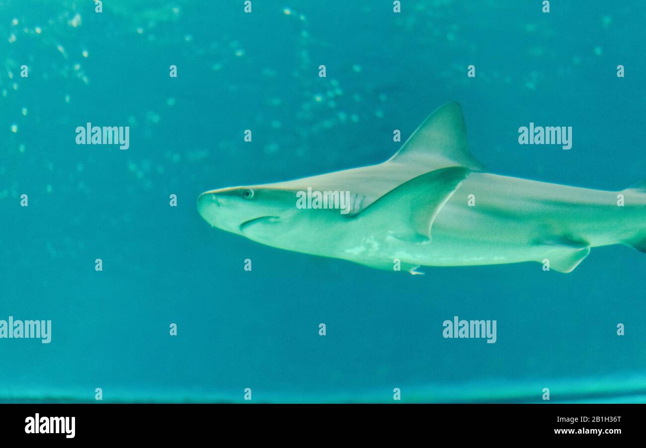 A shark floating in the sea, underwater sea life Stock Photo - Alamy