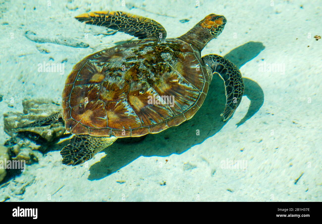 Sea turtle floating in the turquoise lagoon of Moorea, French Polynesia ...