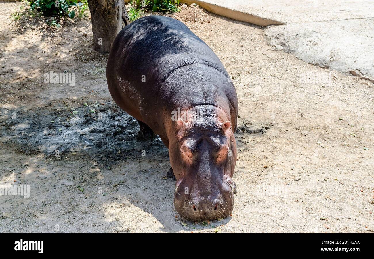 A peaceful hippo waiting for food at the zoo Stock Photo - Alamy