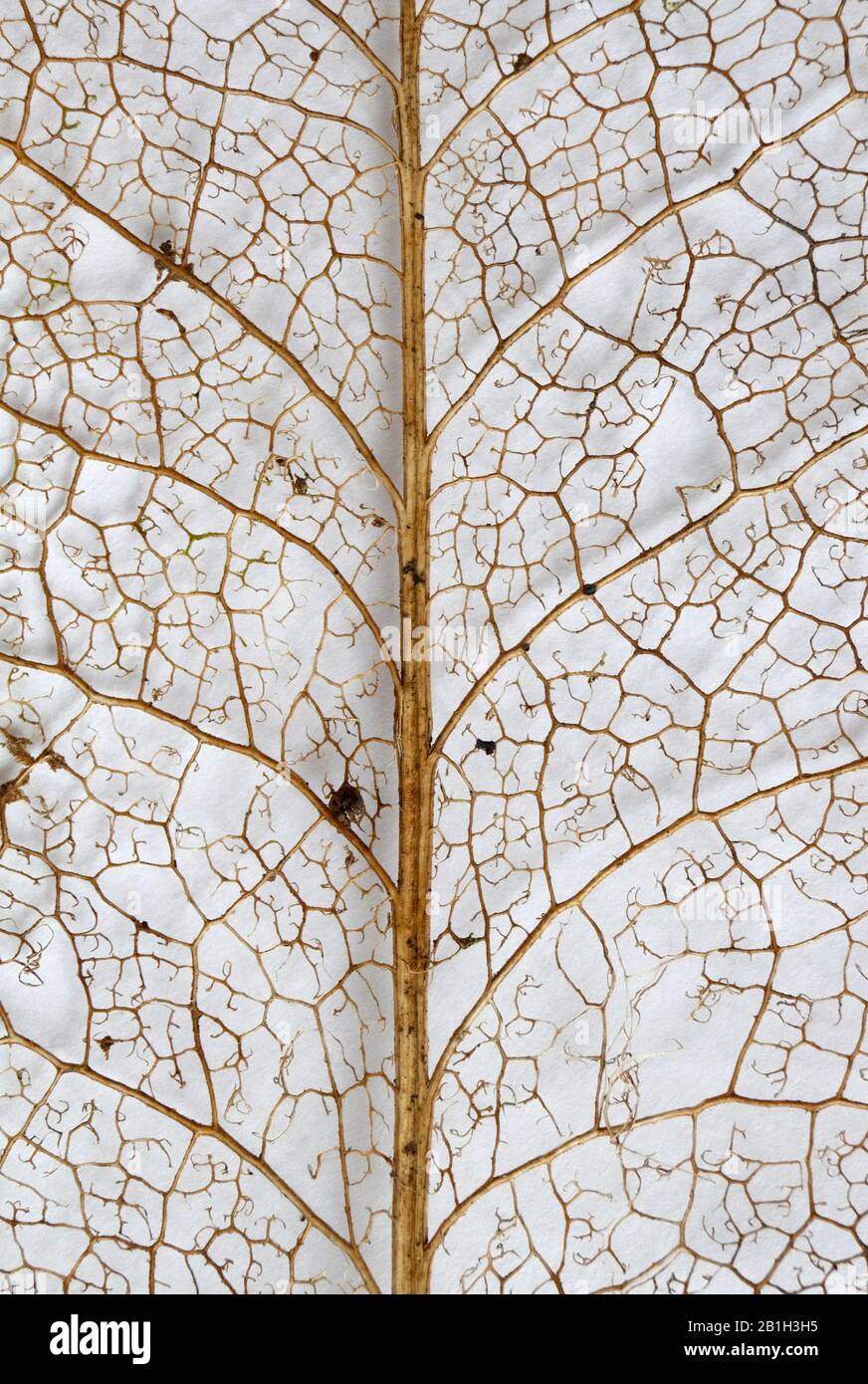 Plant and leaf still life hi-res stock photography and images - Alamy