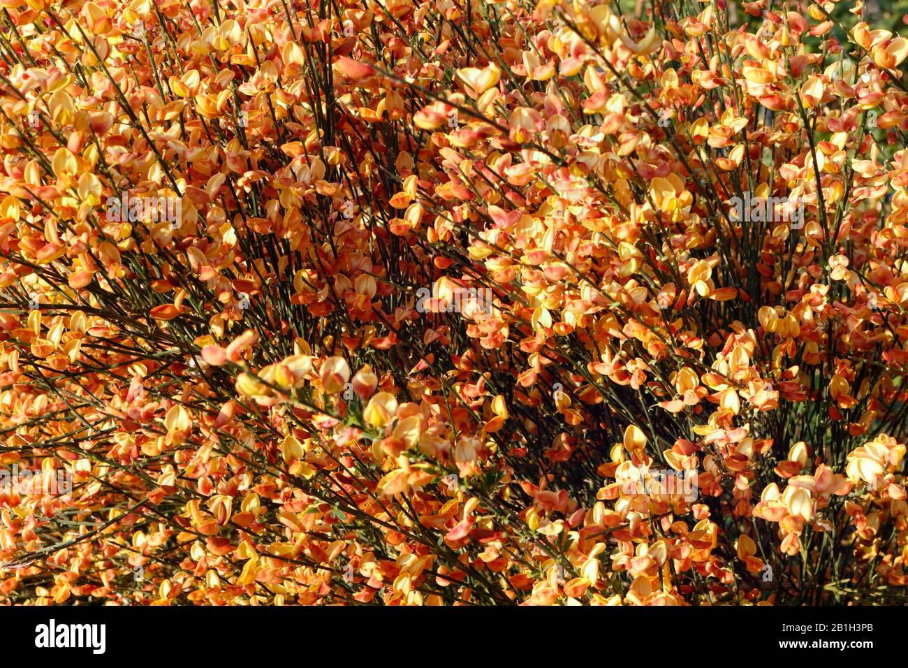 Broom flowers hi-res stock photography and images - Alamy