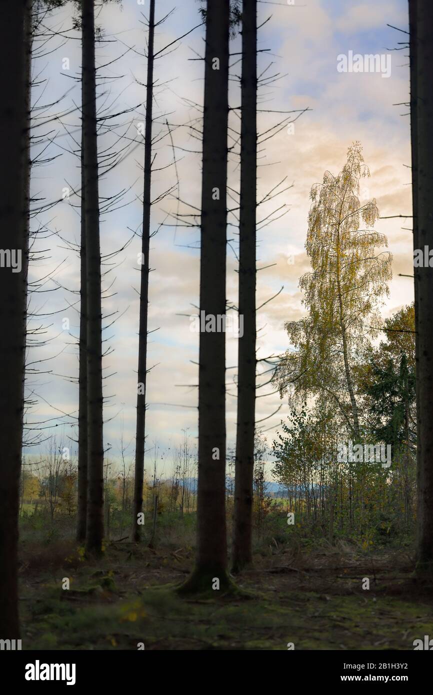 Woodland woodland woodland woodland sunlights hi-res stock photography ...