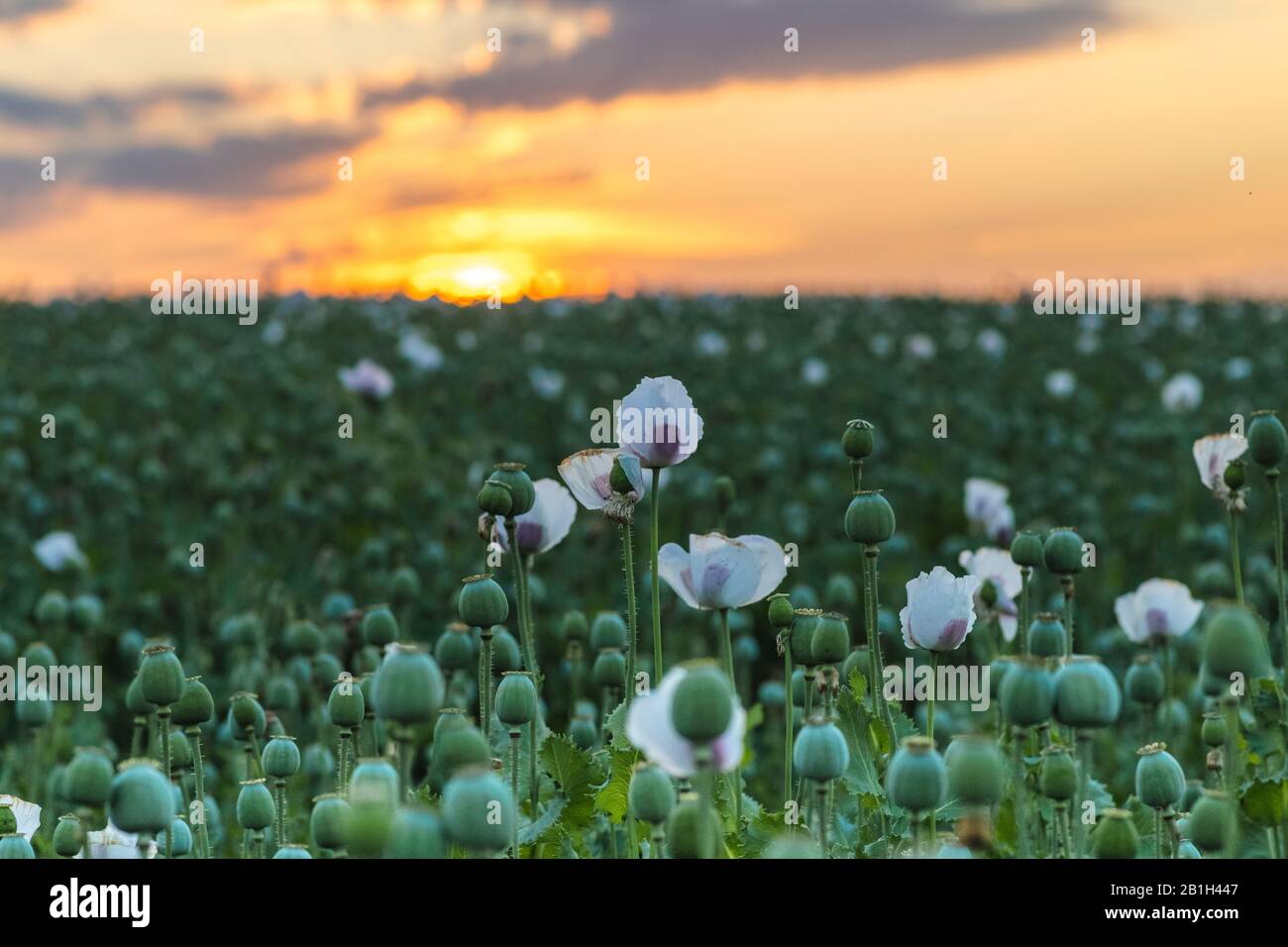 Beautiful shot poppy field hi-res stock photography and images - Alamy