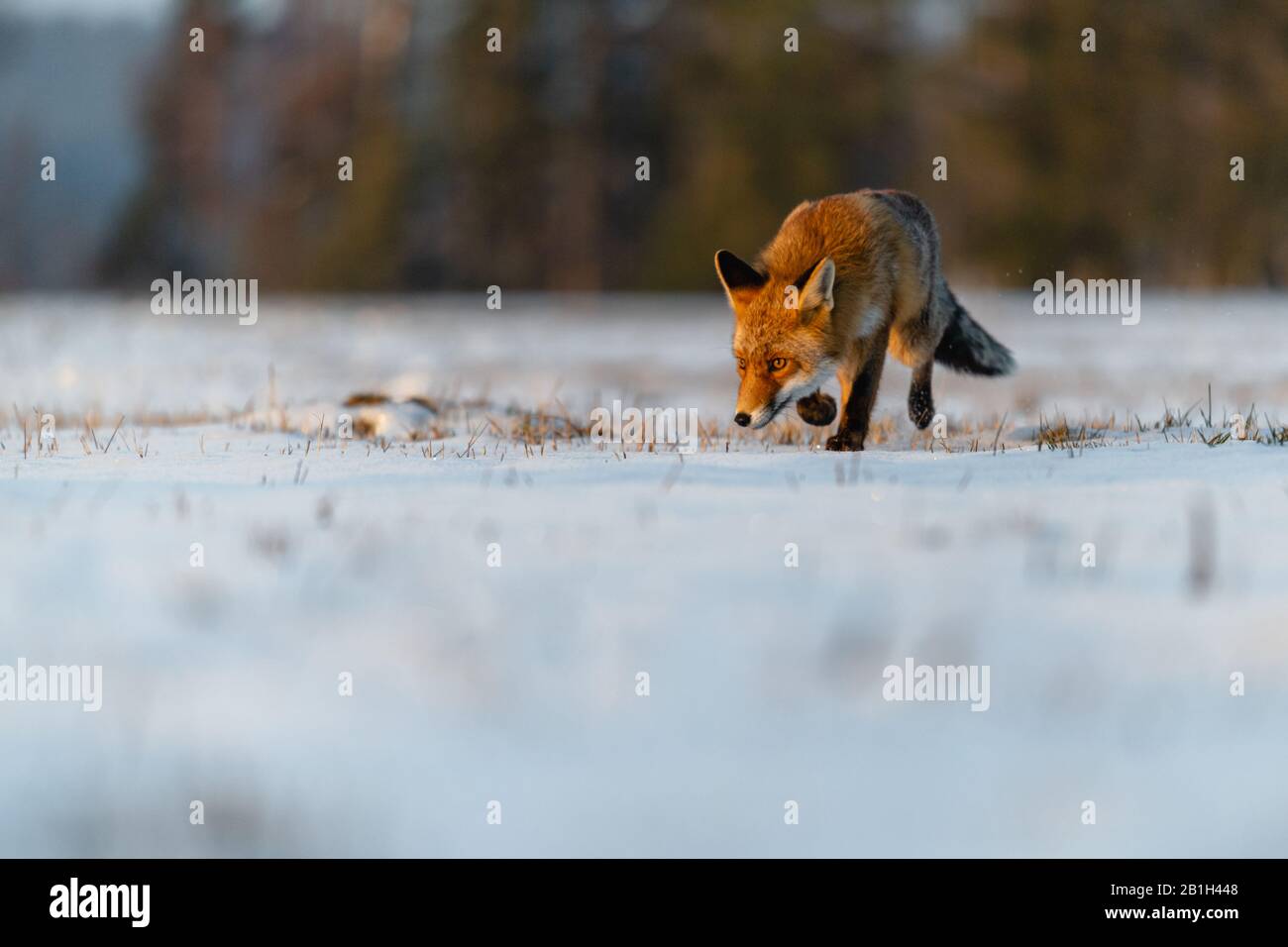 Red Fox (Vulpes Vulpes) running on a meadow covered with snow. In the ...