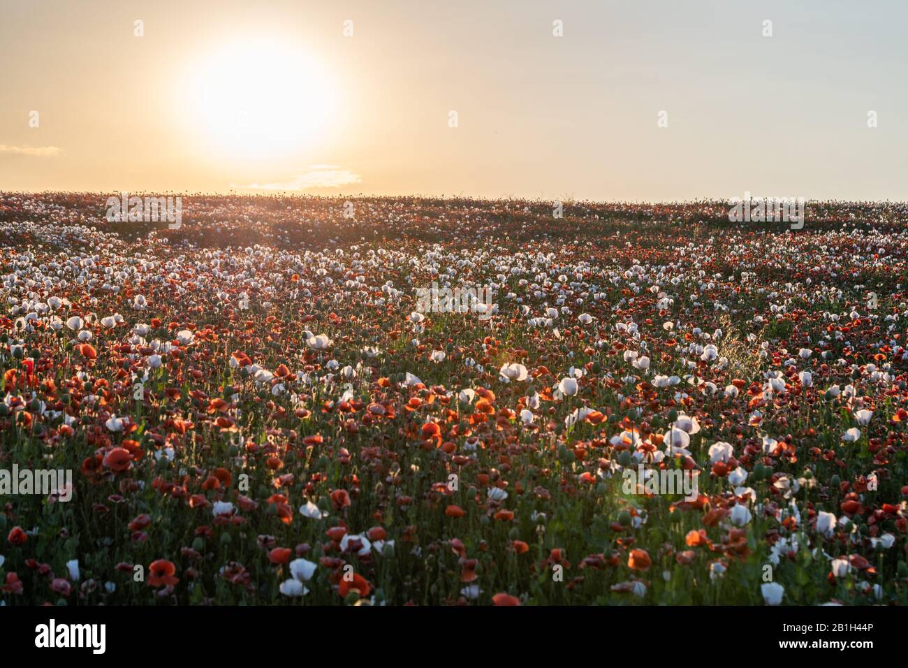 Beautiful poppy field at sunset. Colorful sky full of clouds. Wide shot ...