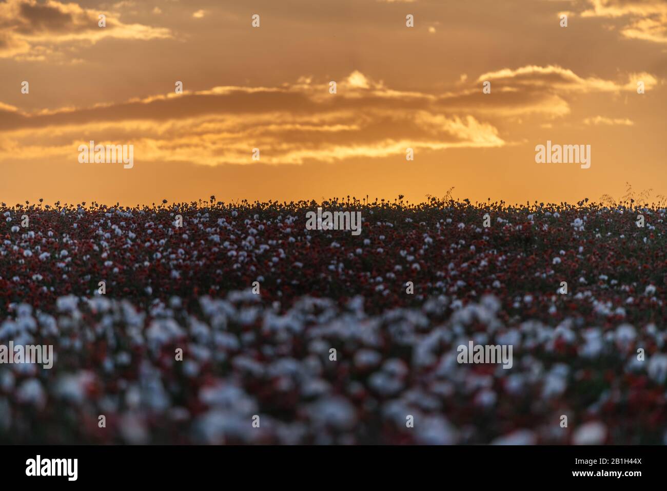 Beautiful poppy field hi-res stock photography and images - Alamy
