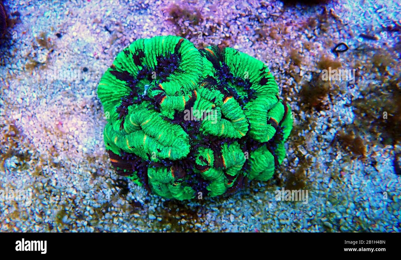 The Folded Brain Coral - (Wellsophyllia radiata Stock Photo - Alamy