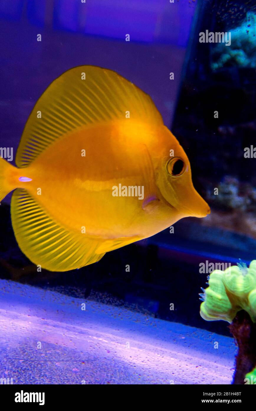Yellow Tang, Hawaiian fish - ( Zebrasoma flavescens Stock Photo - Alamy