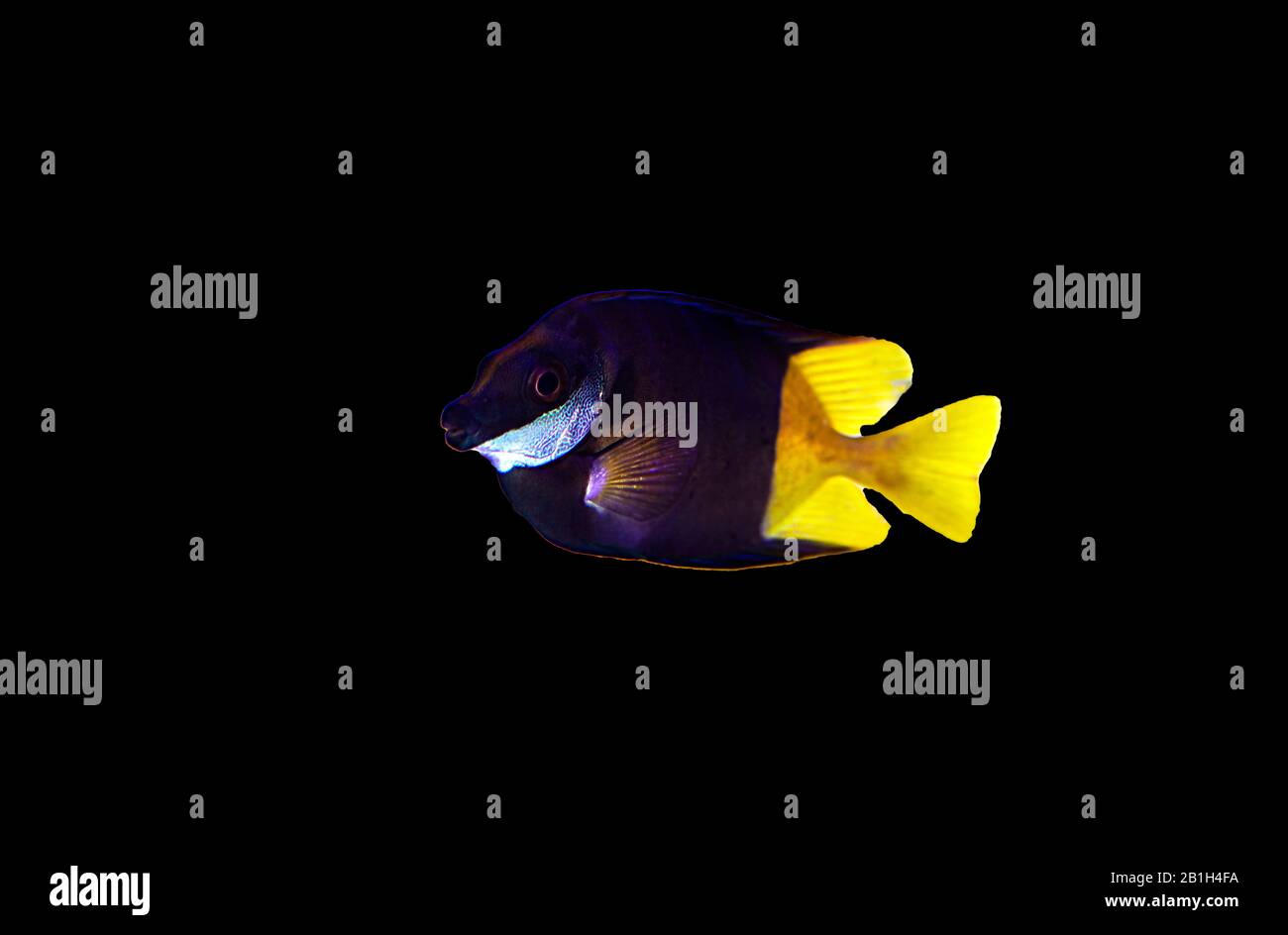 Bicolored foxface rabbitfish - (Siganus uspi Stock Photo - Alamy