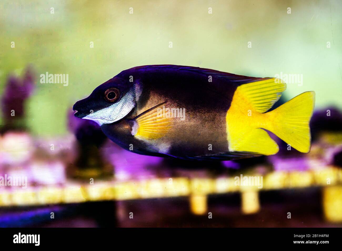 Black face rabbitfish hi-res stock photography and images - Alamy