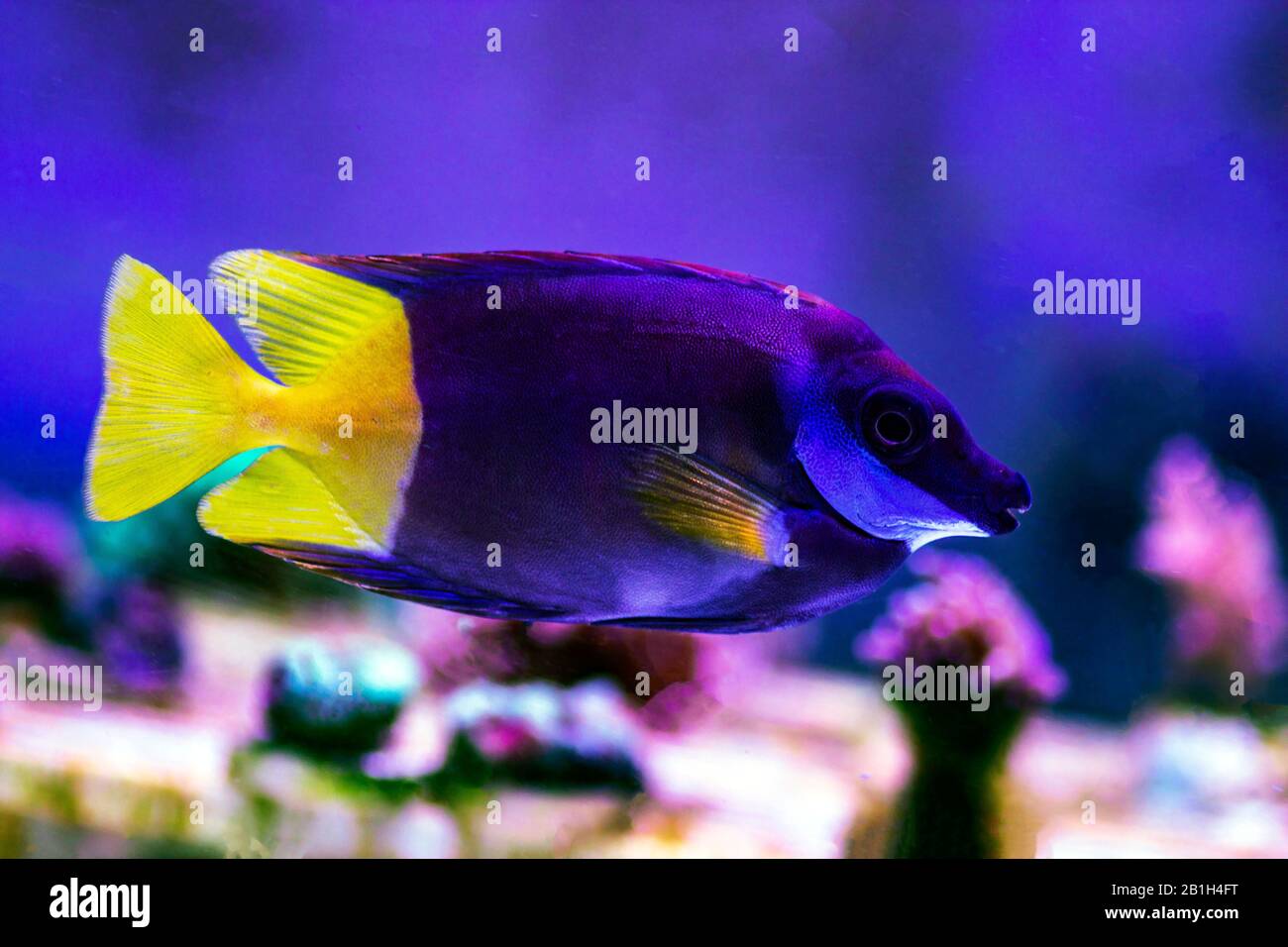 Bicolored foxface rabbitfish - (Siganus uspi Stock Photo - Alamy